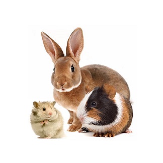 Pet food uae - pet shop - Dubai dog food cat food Abu Dhabi - zoo and pet